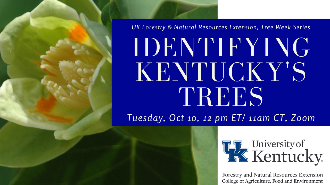 Identifying Kentucky’s Trees | Urban Forest Initiative