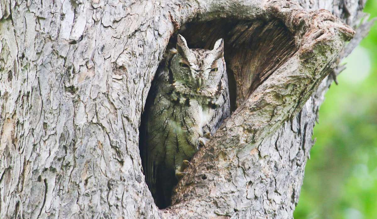 Tree Cavities are for the Birds | Urban Forest Initiative